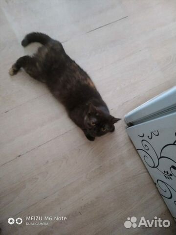 Отдам кошку