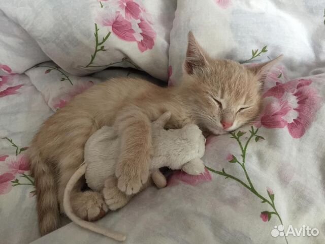 Подарите себе радость, а котенку жизнь