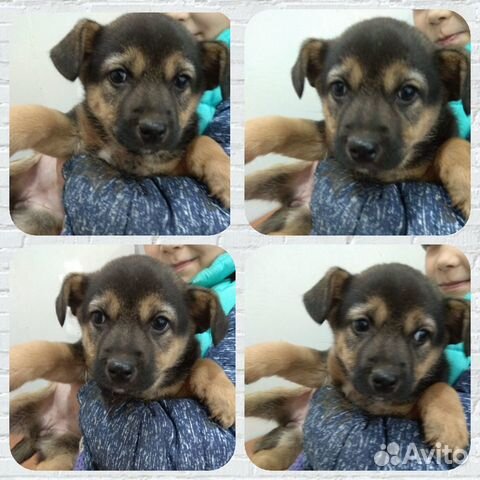 Овчаренок в дар (девочка)