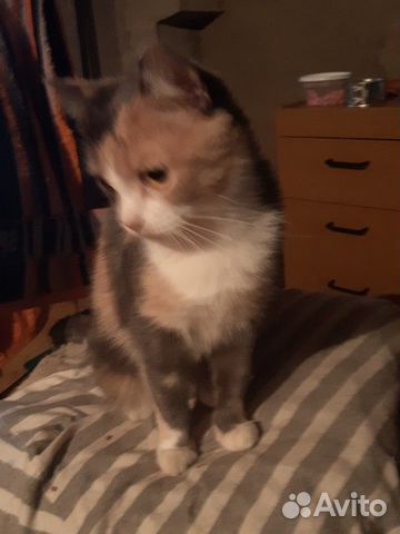 Трехцветная молодая красотка на счастье