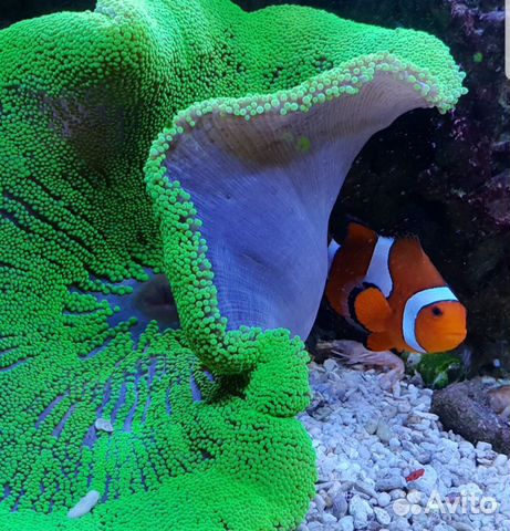 Аквариум с Немо