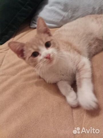 Котик с непростой судьбой в добрые руки