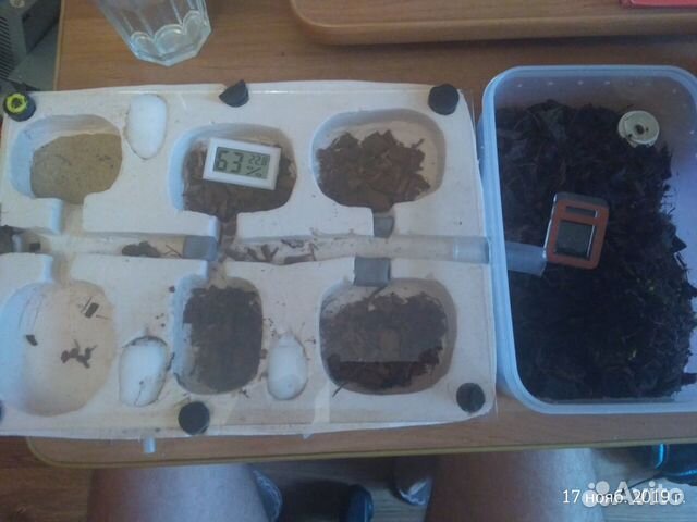 Муравьи Odontomachus Monticola