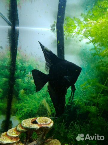 Скалярия черный бархат, продам или обменяю