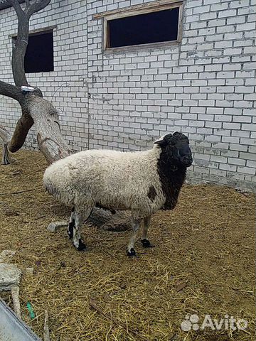 Племенные бараны