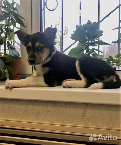 Милая Няша в добрые руки