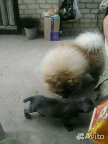 Пропала собака