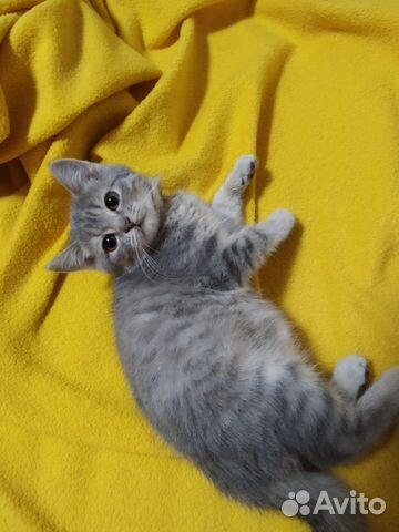 Шотландская кошечка ищет новый дом