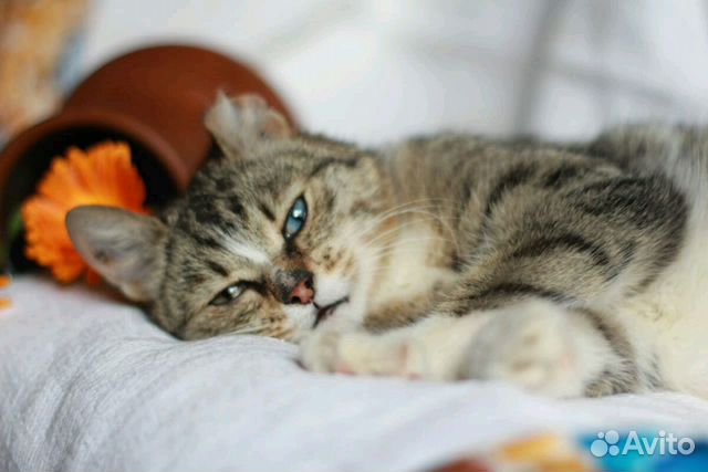 Милая кошечка Нюша ищет дом и семью