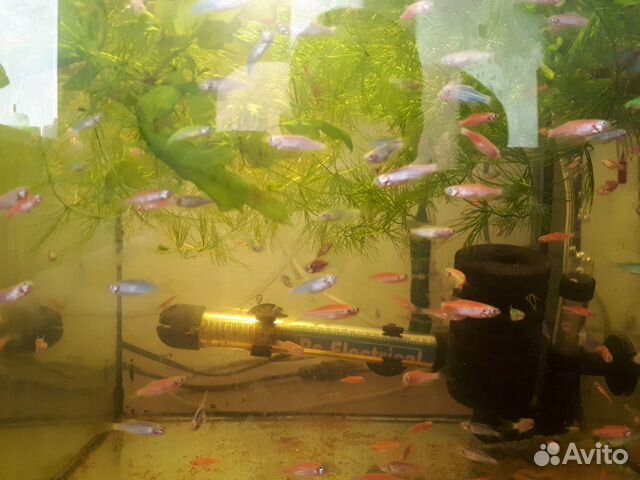 Аквариумные рыбки и креветки