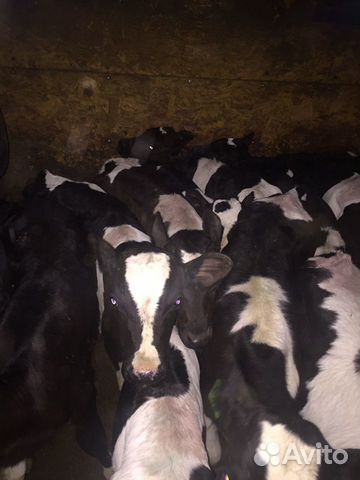 Бычки 3х-4х месячные