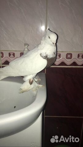 Голубь касан