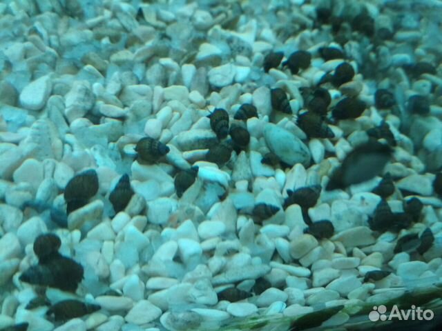 Улитки Физа