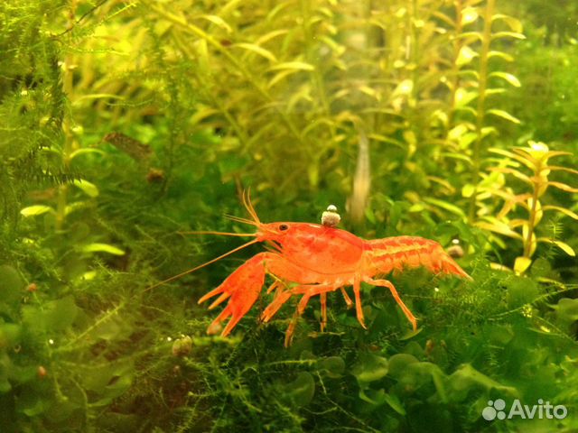 Аквариумные карликовые раки Пуэр
