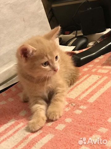 Котята