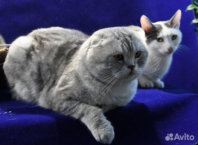 7 котят (метисы шотландцев) доставка