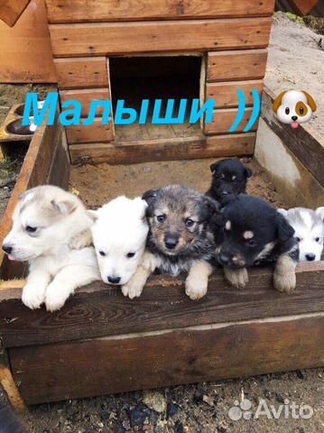 Отдаются в добрые руки щенки
