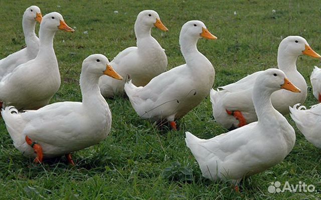 Утки