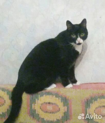 Котик в добрые руки