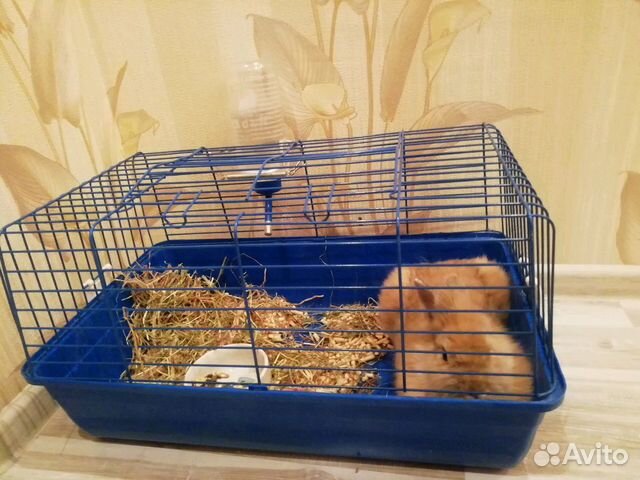 Декоративный кролик