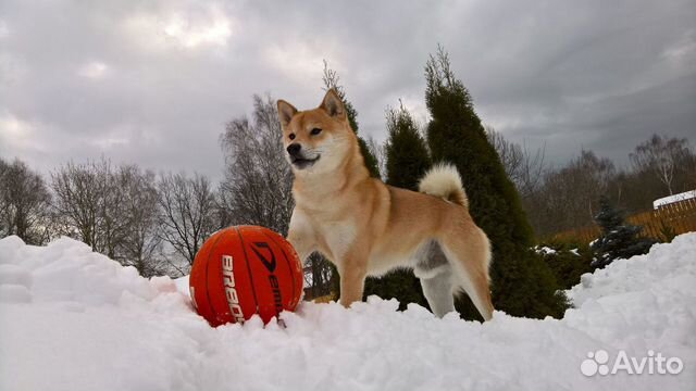 Вязка