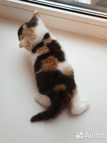 Котёнок от кошки британки