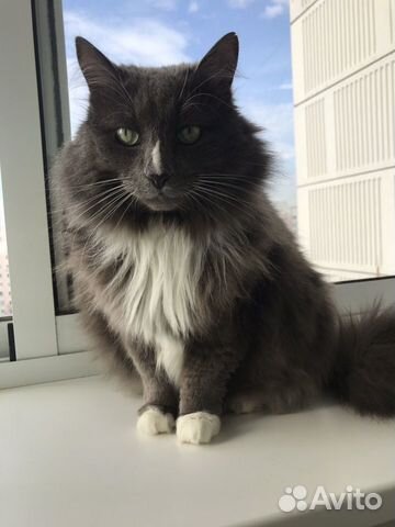 Кошка Алиса отдам в добрые руки