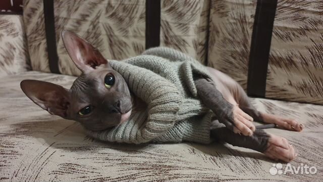 Донской сфинкс