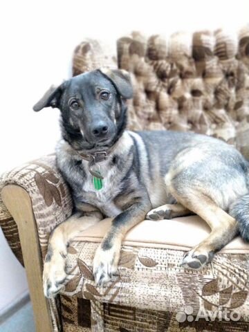 Нюша ищет дом