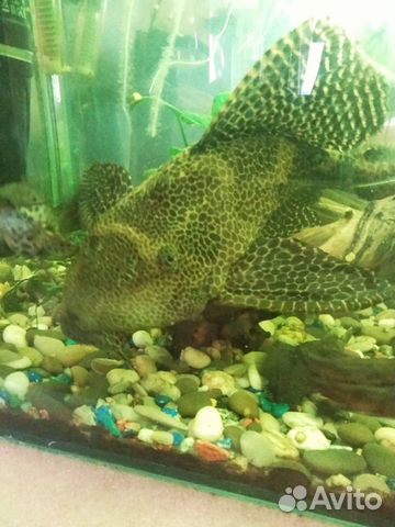 Сом Анцистус