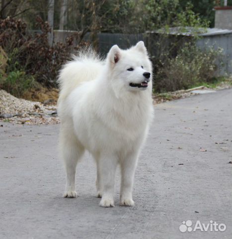 Мальик самоед