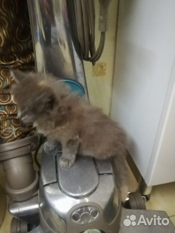 Кошка