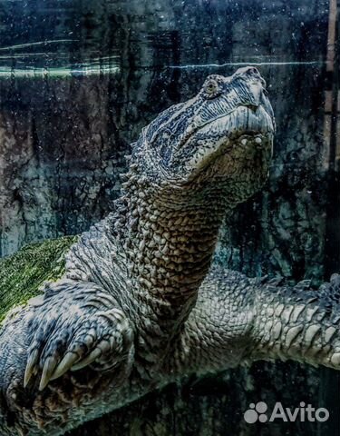 Черепаха каймановая