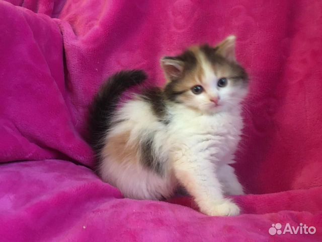 Кошка