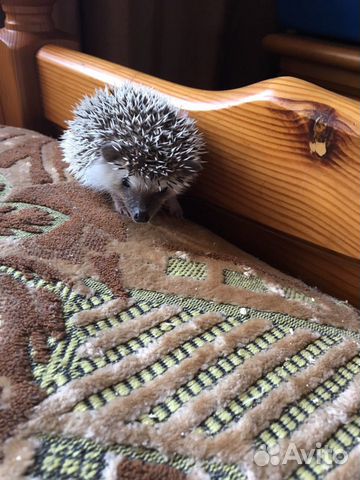 Африканский ёжик,мальчик