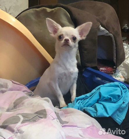 Чихуахуа девочка