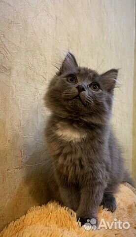 Персидский котёнок