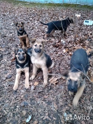 Щенки (девочки. 3,5 месяца) в добрые руки