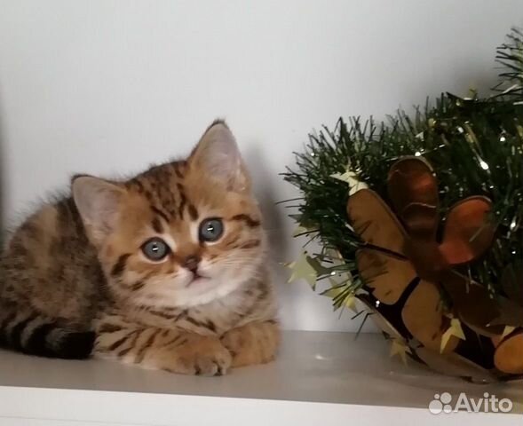 Золотой британский котик