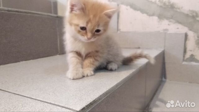 Разноцветные котята ) в хорошие руки