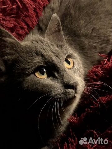 Отдам котенка