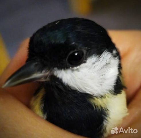 Синица мальчик