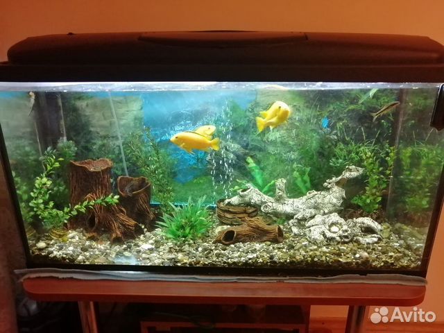 Аквариум с рыбками на 200 литров