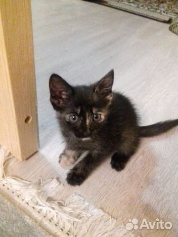 Котенок в дар 1.5 мес девочка тигровая