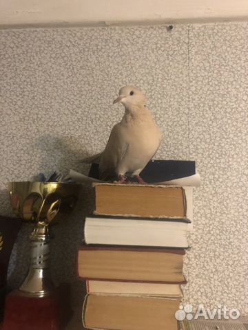 Горлица ручная