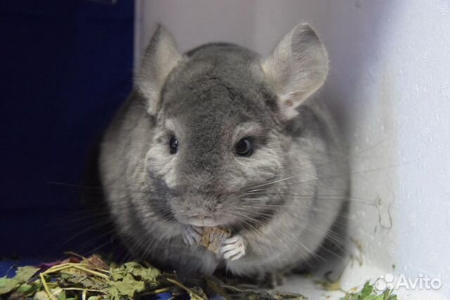 Шиншилла девочка фиолетового окраса
