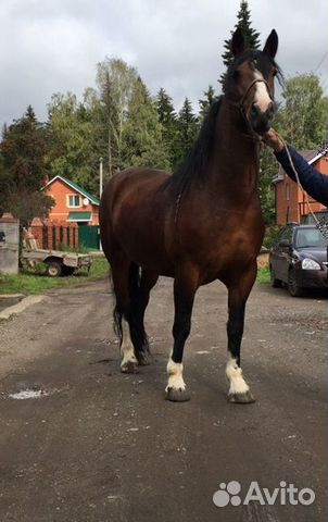 Кобыла Владимирской породы