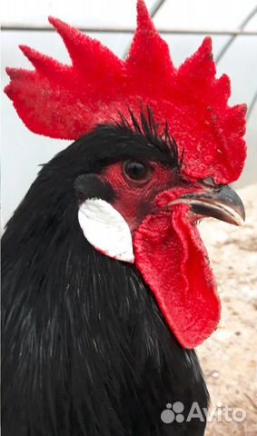 Петух Барбазьё