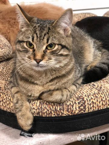 Полосатый котенок