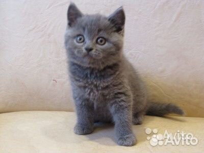Британский котенок